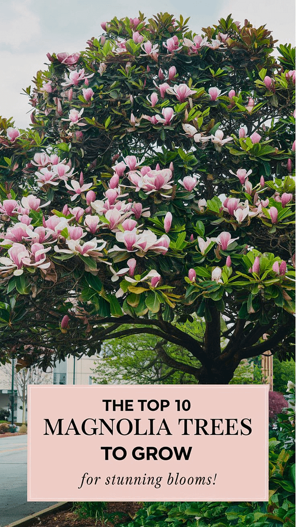 The Top Magnolia Trees to Grow for Stunning Blooms – Green Thumb Daily